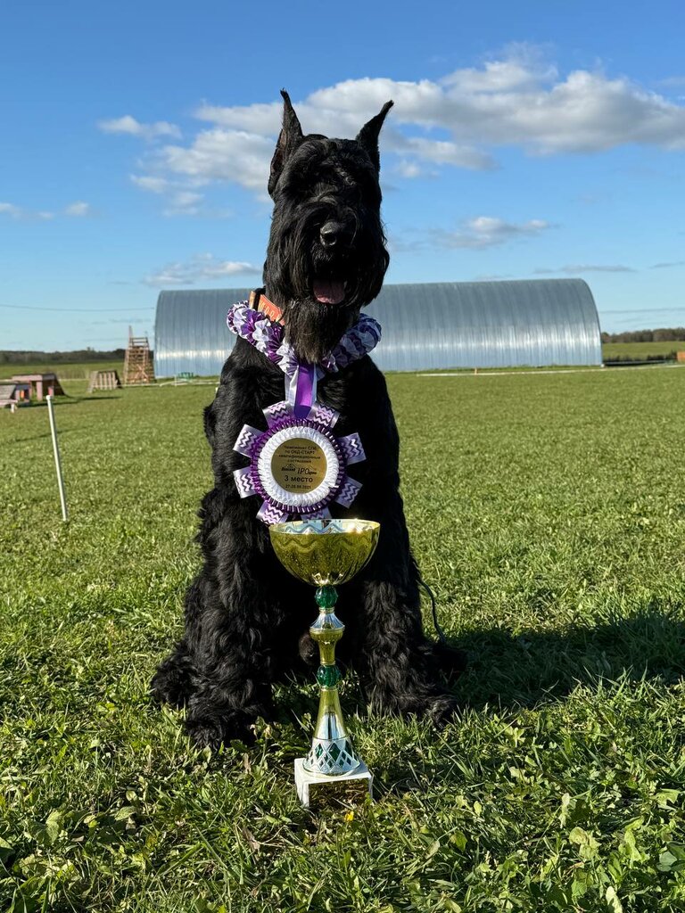 Hayvanat bahçesi merkezi RockDog Дрессировка собак центр современной кинологии, Saint‑Petersburg, foto