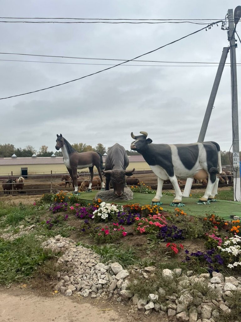 Hayvancılık Трышская животноводческая ферма, Tataristan, foto
