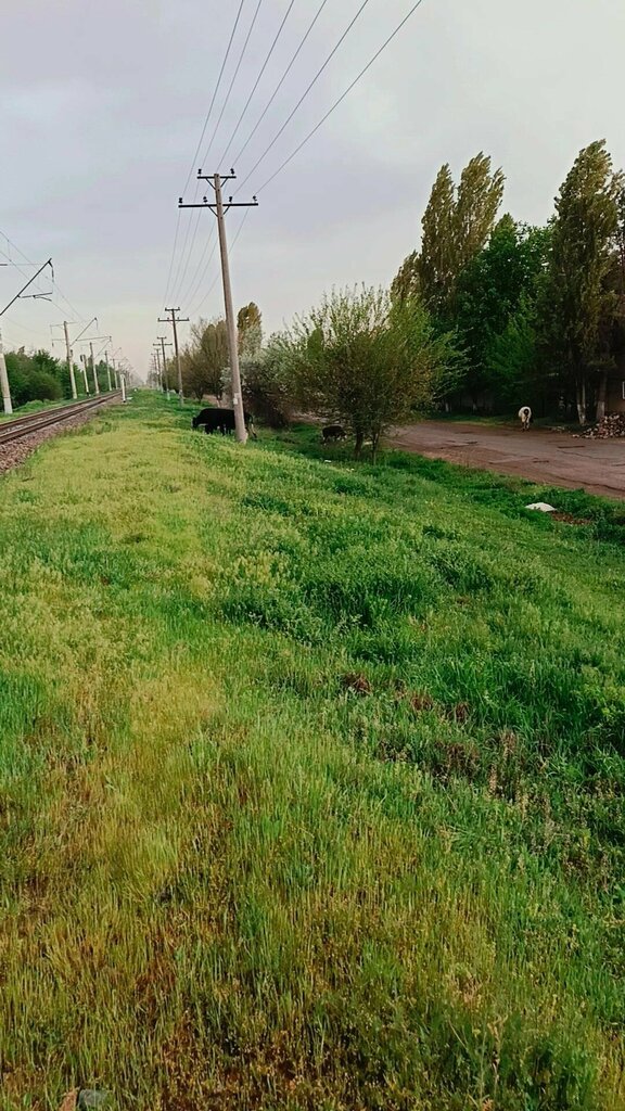 Restoran Yihuxiang, Taşkent, foto