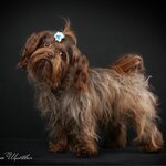 Greatgardarika Nevskayaliga (ulitsa Suvorova No:13), evcil hayvan yetiştiricileri  Krasnoye Selo'dan