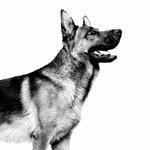 Valdemar (MKAD, 14th kilometre No:23), petshop  Moskova'dan