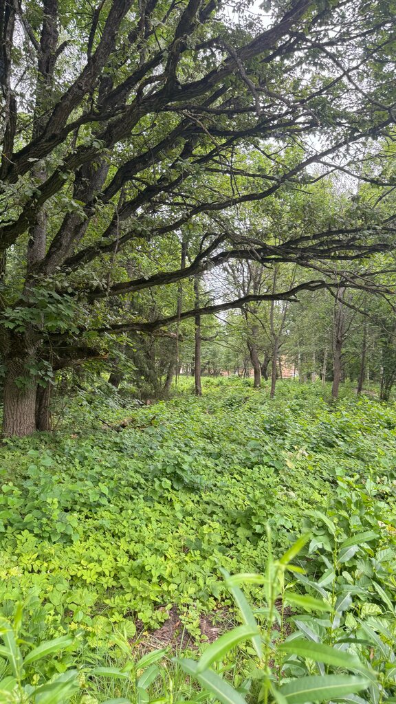 Unutulmaz olayların yeri Бывший пионерский лагерь Ясная поляна, Moskova ve Moskovskaya oblastı, foto