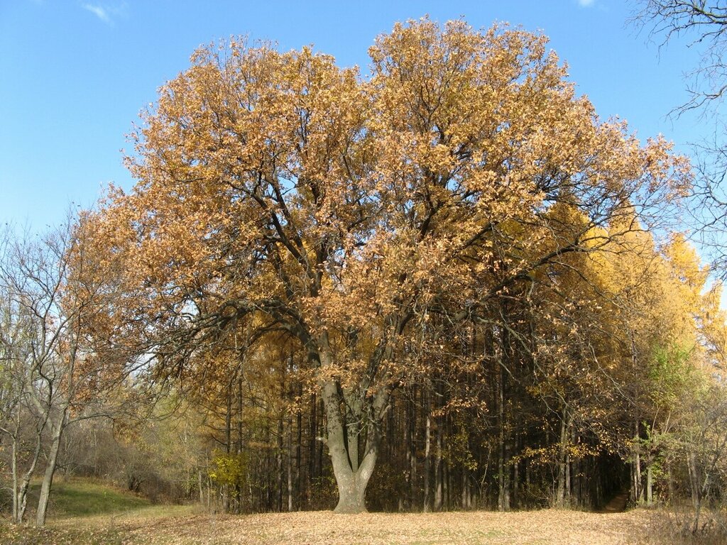 Doğa Дуб черешчатый, Saratovskaya oblastı, foto