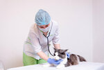 ДайЛапу (Moscow, Stratonavtov Drive, 11к1), veterinary clinic  Moskova'dan