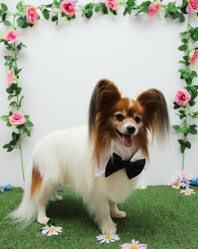 Evcil hayvan kuaförleri Бубочка, Saint‑Petersburg, foto