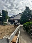 Лошадиный рай (Svetlaya ulitsa No:1, Babry Microdistrict), at ve binicilik kulüpleri  Mozyr'dan