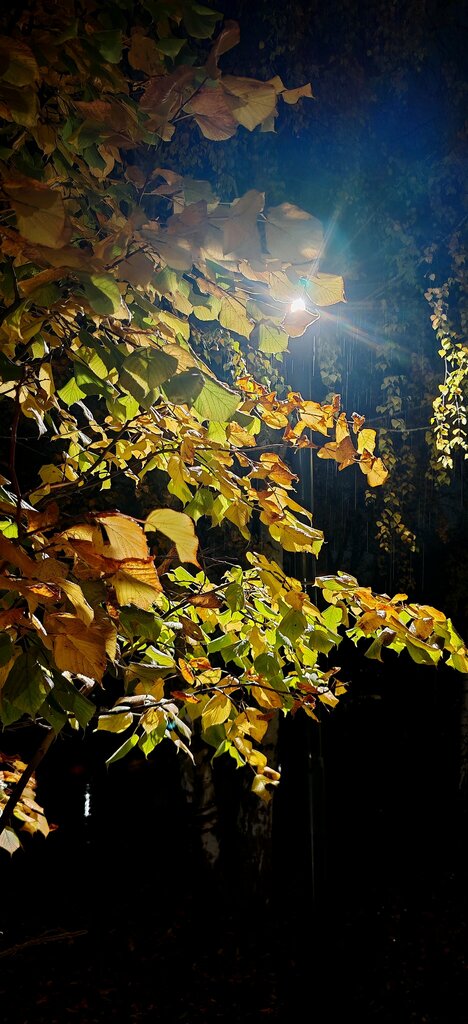 Kültür ve eğlence parkları Первая роща, Kazan, foto