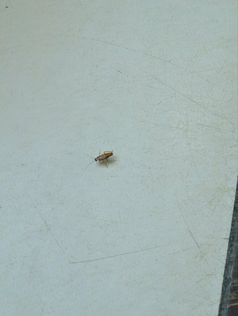 Kafe Кафе, Sverdlovskaya oblastı, foto