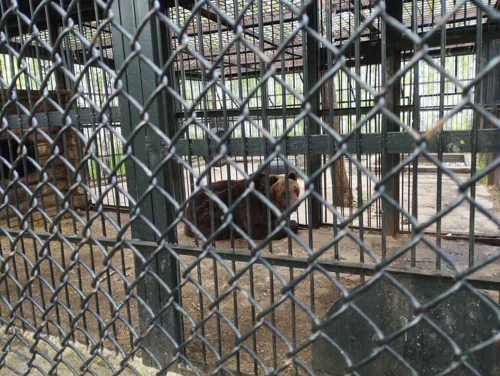 Hayvan muhafazaları Bear Varyusha, Başkurdistan, foto