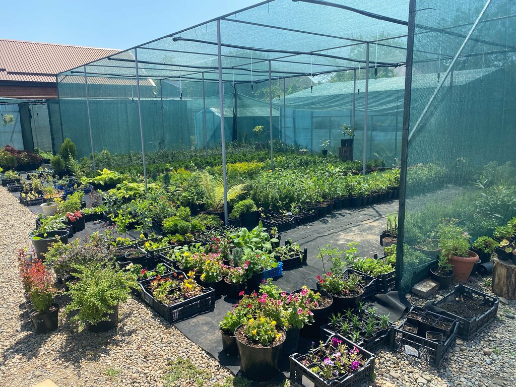 Fidan yetiştiriciliği Green House, Gulkeviçi, foto