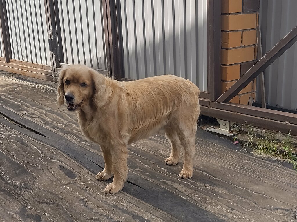 Evcil hayvan kuaförleri 4 лапы, Berezniki, foto