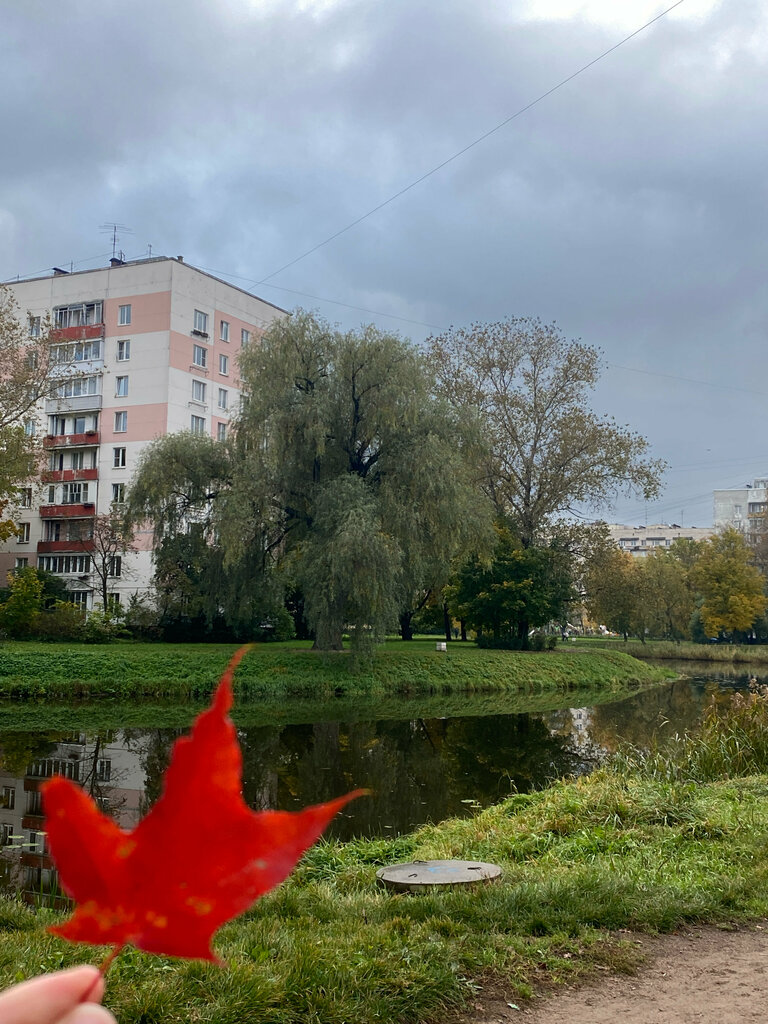 Doğa 200-летняя ива, Saint‑Petersburg, foto