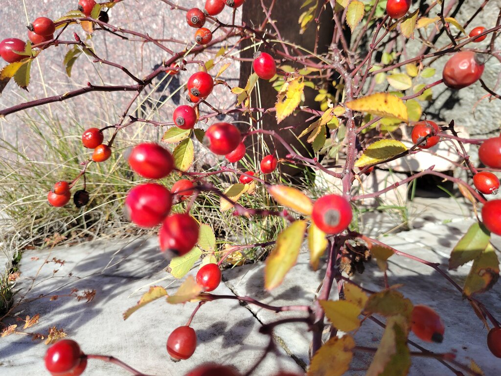 Park, sokak heykeli Поле имени капитана Н.М. Кузнецова, Rostovskaya oblastı, foto
