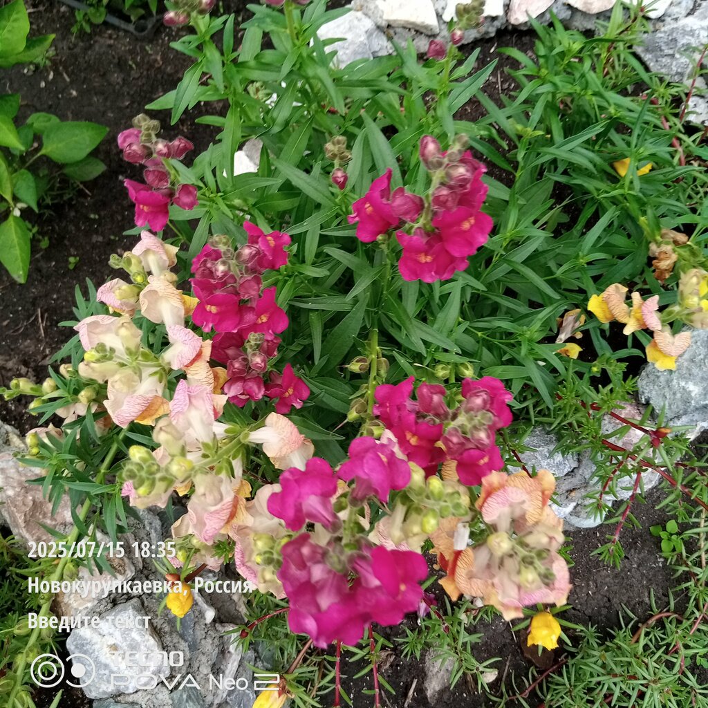 Ortaokul Новокурупкаевская основная общеобразовательная школа, Novosibirskaya oblastı, foto