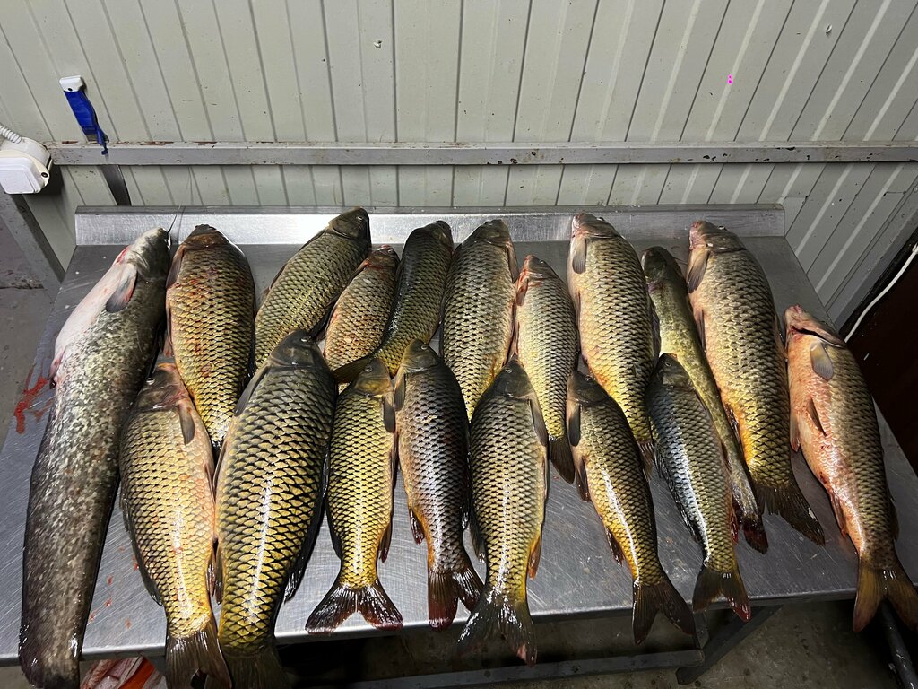 Resort oteller, tesisler Рыболовецкая база отдыха Ё-моё, Astrahanskaya oblastı, foto