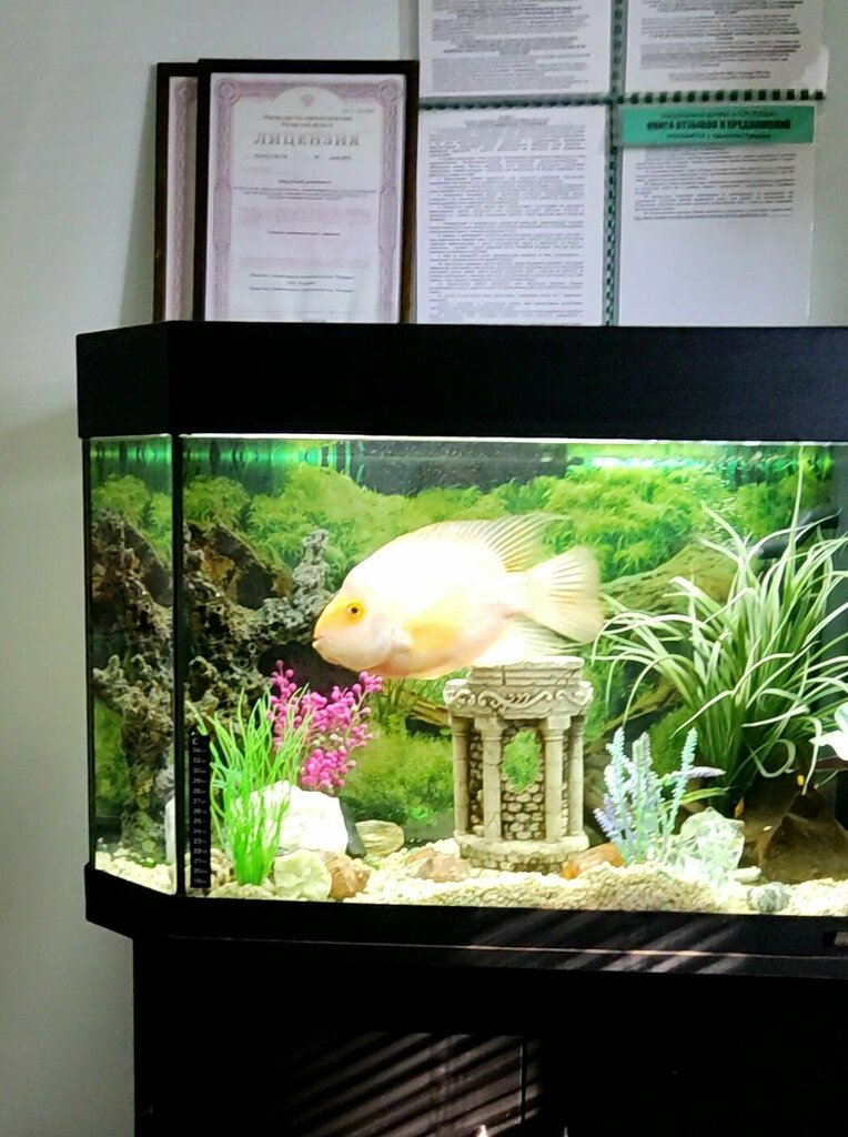 Özel ağız ve diş sağlığı klinikleri ve muayenehaneleri Rostdent, Riazanskaya oblastı, foto