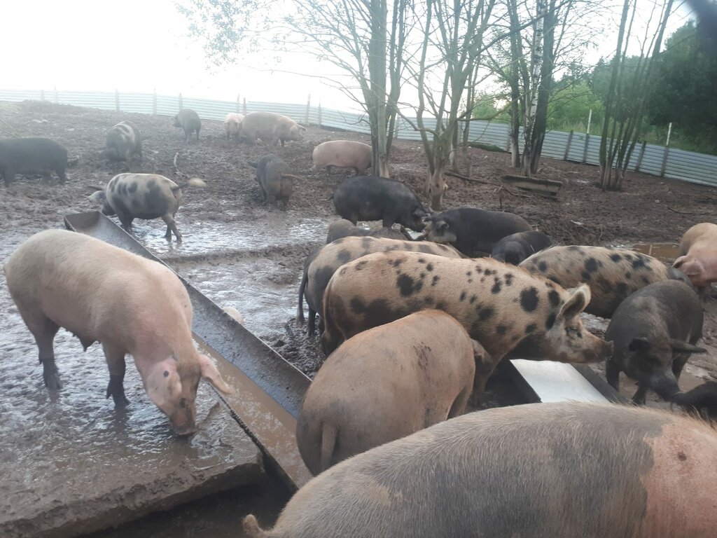 Tarım firmaları Свиноферма, Moskova ve Moskovskaya oblastı, foto