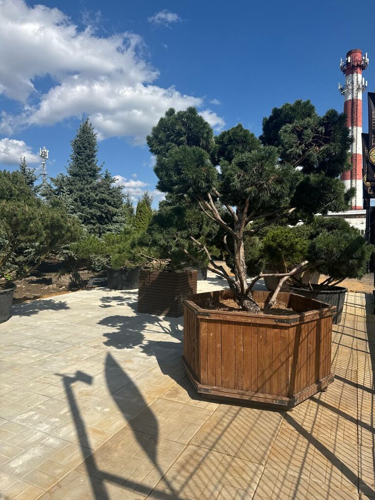 Fidan yetiştiriciliği Elite Forest, Moskova ve Moskovskaya oblastı, foto