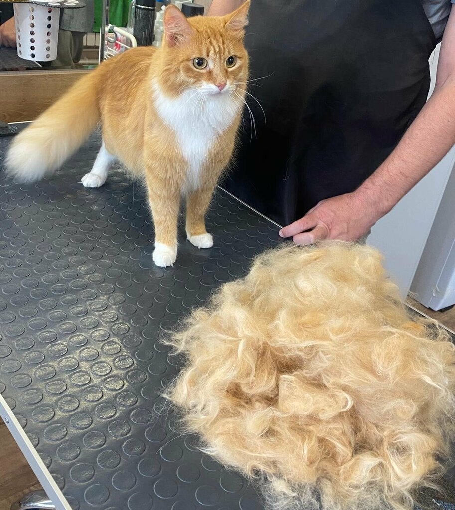 Evcil hayvan kuaförleri Groom Time, Novosibirsk, foto