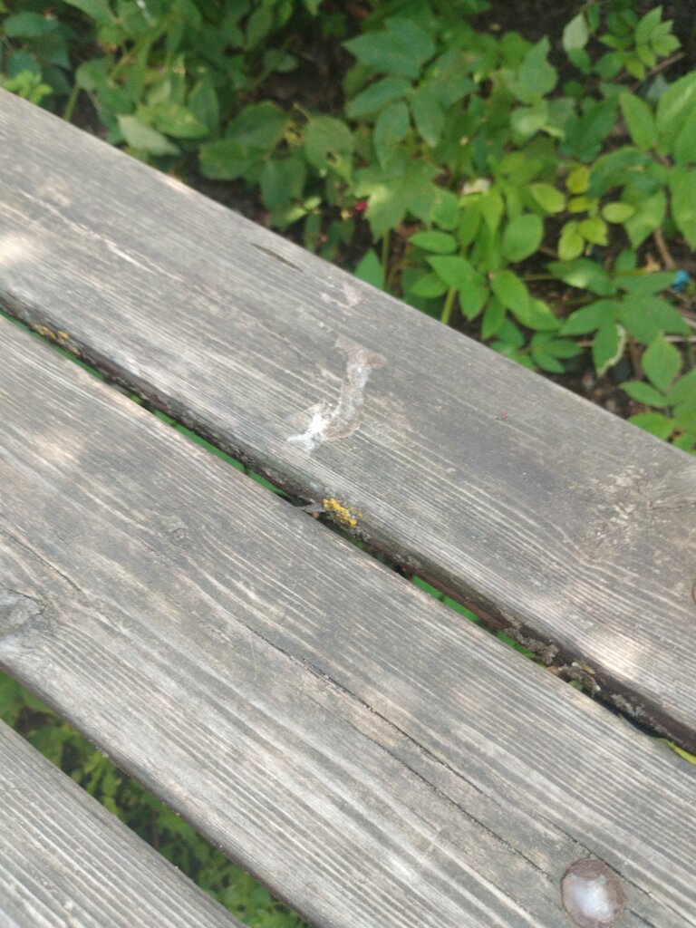 Bank Bench, Saint‑Petersburg, foto