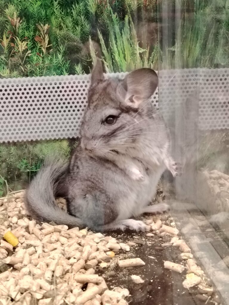 Petshop Вертихвостик, Ruza, foto