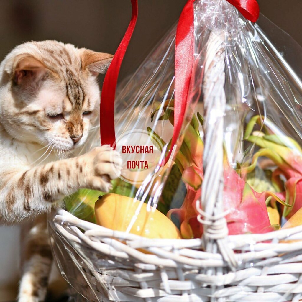 Hediyelik eşya mağazaları Kara Kedi, İzmir, foto