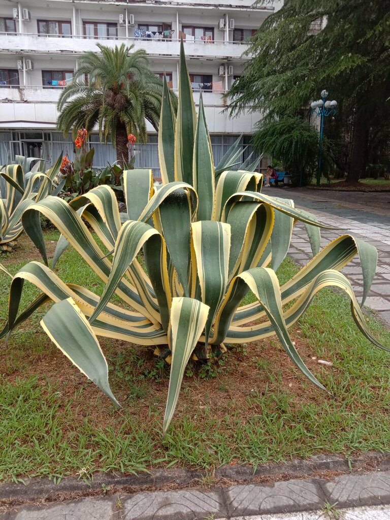 Fast food McDonald's, Dubai, foto