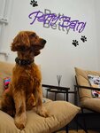 Petty Betty (Prostornaya ulitsa No:13, Urban-type Settlement of Putilkovo), evcil hayvan kuaförleri  Moskova ve Moskovskaya oblastından