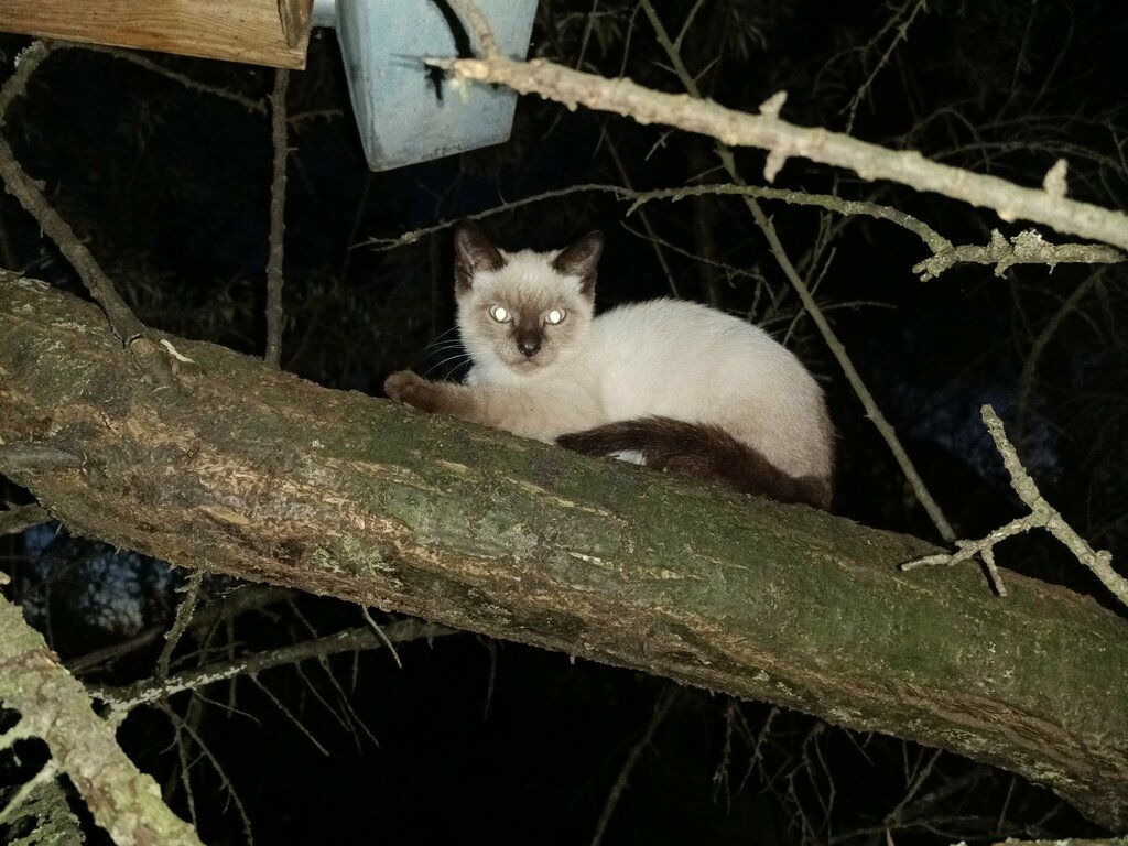 Mühendislik altyapısı Водонапорная башня, Moskova ve Moskovskaya oblastı, foto