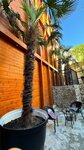 Palm Boutique Hotel (Aleksandre Griboedovis Street No:28), otel  Tiflis'ten