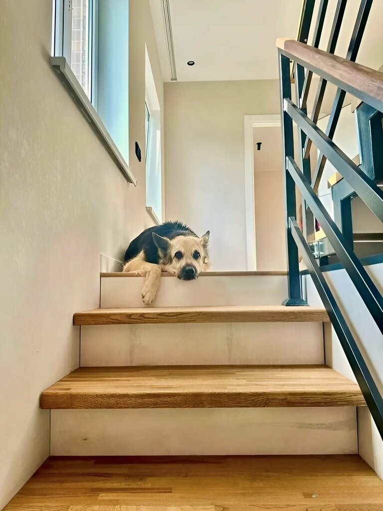 Merdiven ve korkuluklar Tosno-stairs Company, Tosno, foto