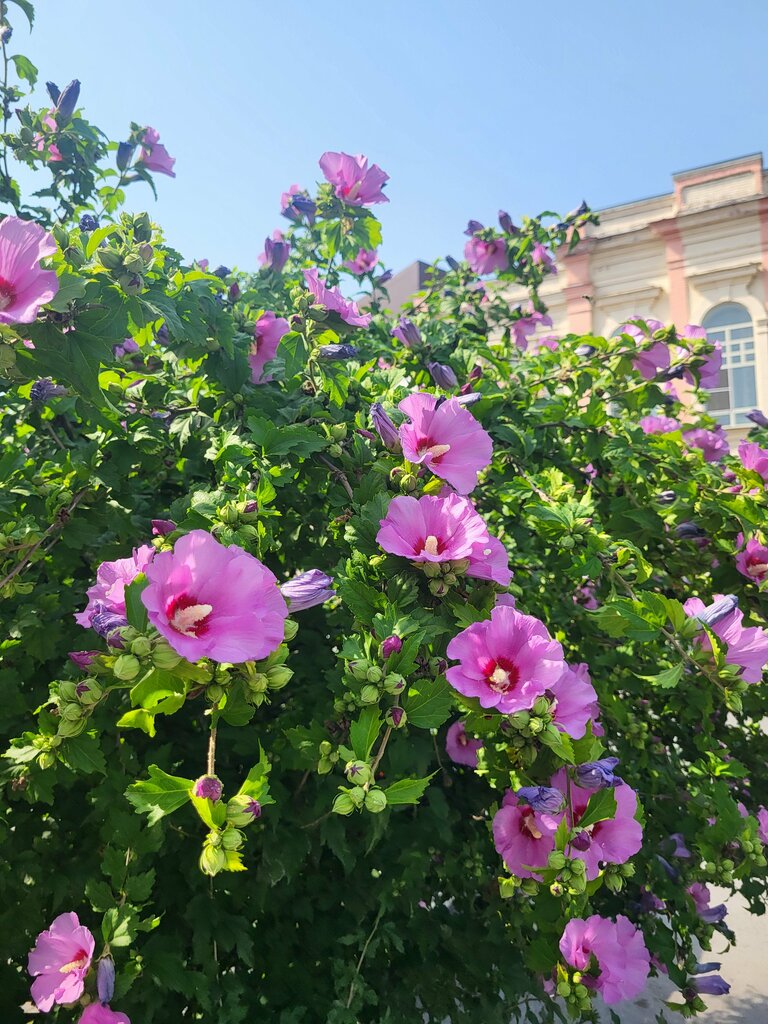 Turistik yerler Дом М.С. Магула, Taganrog, foto