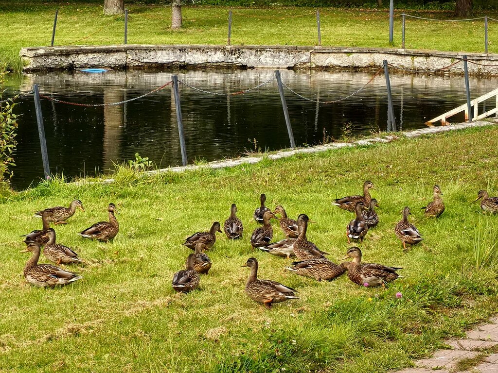 Otel Dom Otdykha Lesnaya Polyana, Moskova ve Moskovskaya oblastı, foto