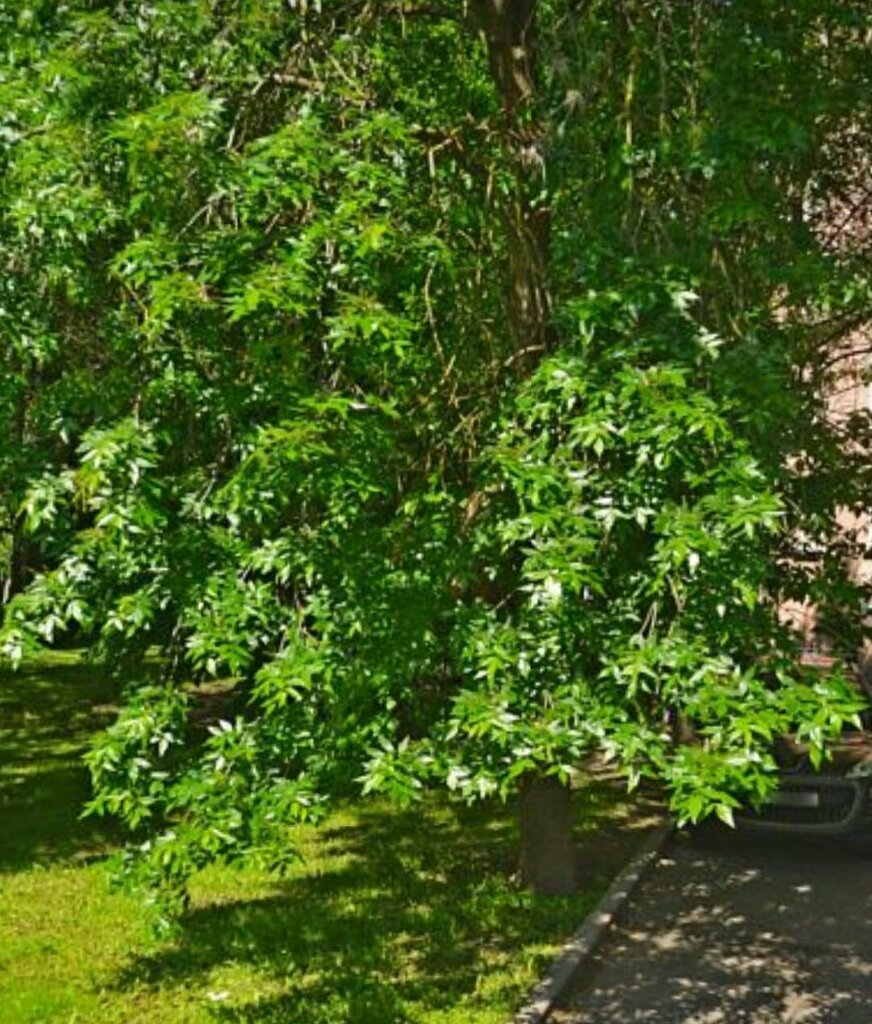 Bank Bench, Sestroretsk, foto