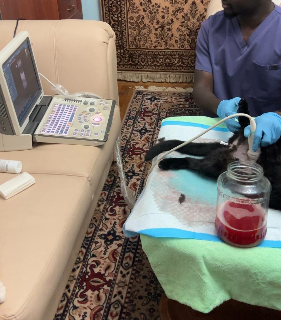 Evcil hayvan kuaförleri ВетоЛенд, Moskova, foto