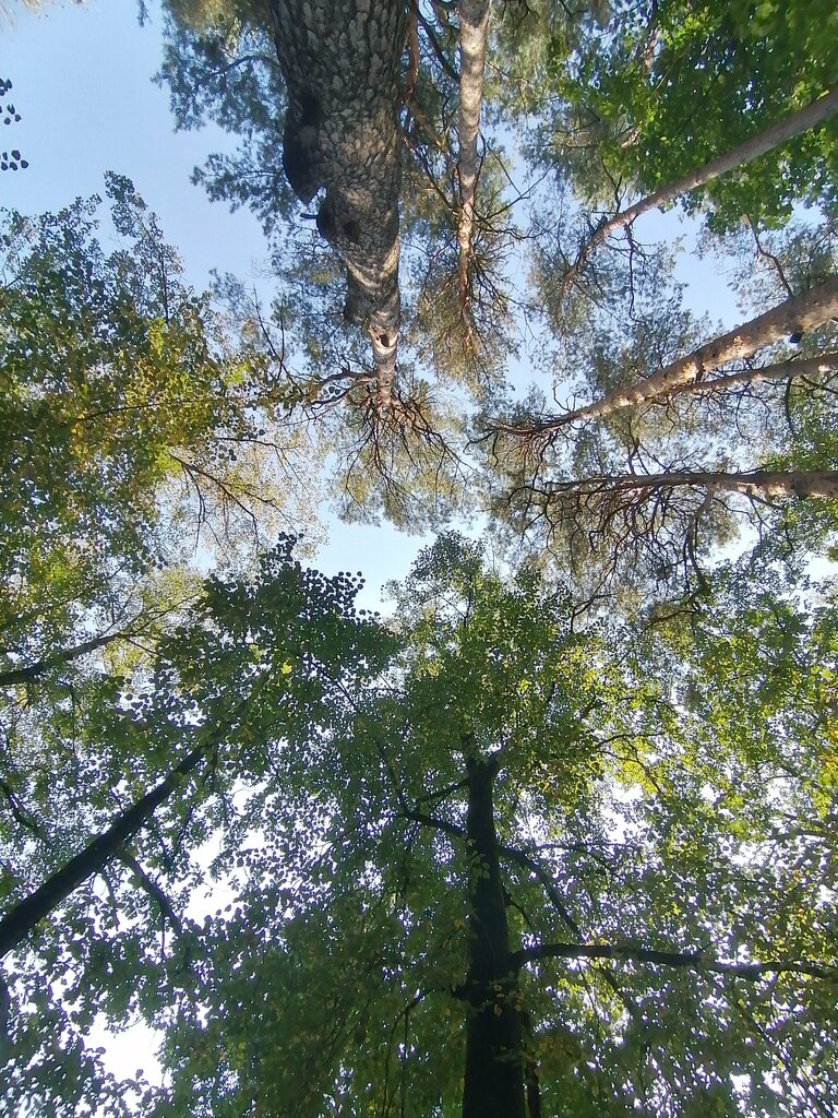 Psikoterapi Быховский психоневрологический пансионат для престарелых и инвалидов, Mogiliovskaya oblastı, foto