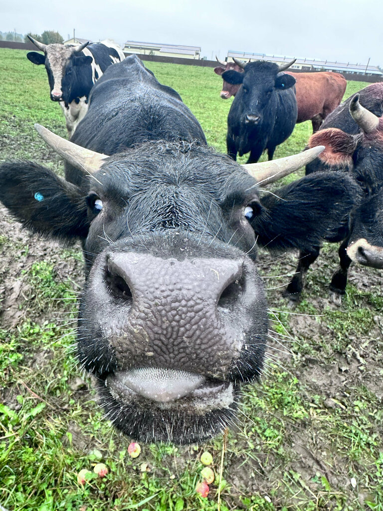 Hayvancılık Кудрявая ферма, Saint‑Petersburg ve Leningradskaya oblastı, foto