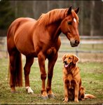Поруссия (Donino Hamlet, Novaya Street, 46А), horse riding  Moskova ve Moskovskaya oblastından