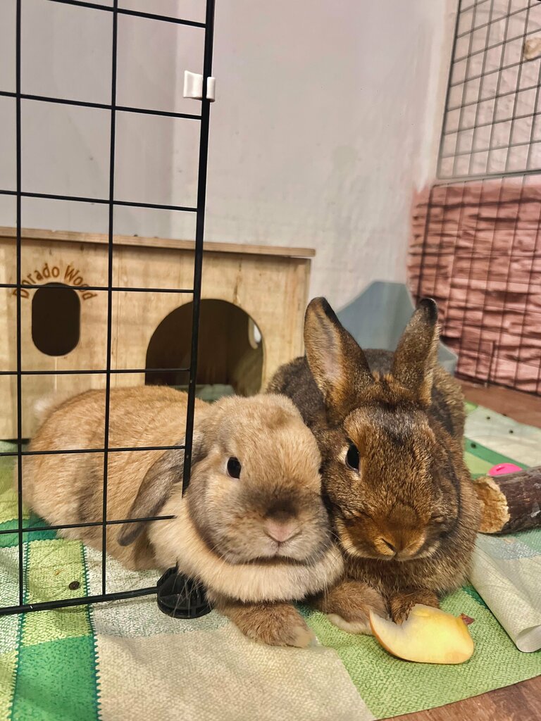 Kafe В гостях у кроликов, Vyborg, foto