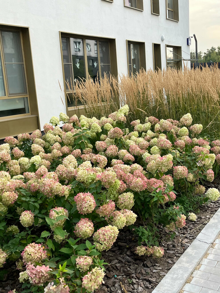 Anaokulları Школа № 1392 имени Д. В. Рябинкина, площадка Д-19, Moskova, foto