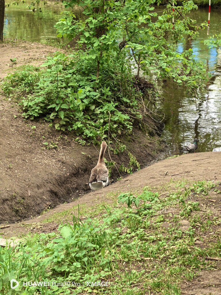 Pınar, çay Spring, stream, Moskova, foto
