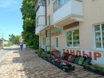 Комнатные цветы (Lenina Street No:448), çiçekçiler  Stavropol'dan