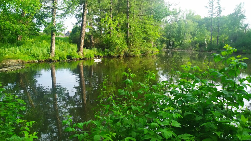 Kültür ve eğlence parkları парк Дача купца Яушева, Çeliabinskaya oblastı, foto