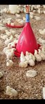 Djel Poultry Sarl (Abidjan, La commune Yopougon, Quartier de la Gesco Manutention), kanatlı hayvan ürünleri ve yumurta  Abican'dan