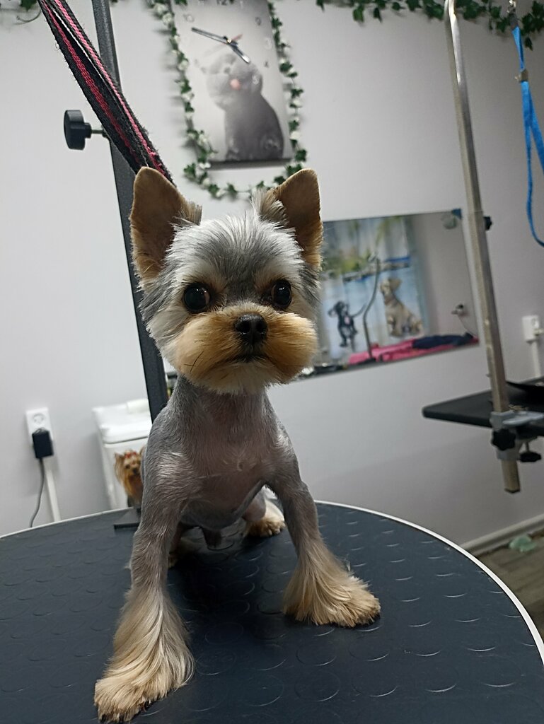 Evcil hayvan kuaförleri Clean and fluffy, Samara, foto