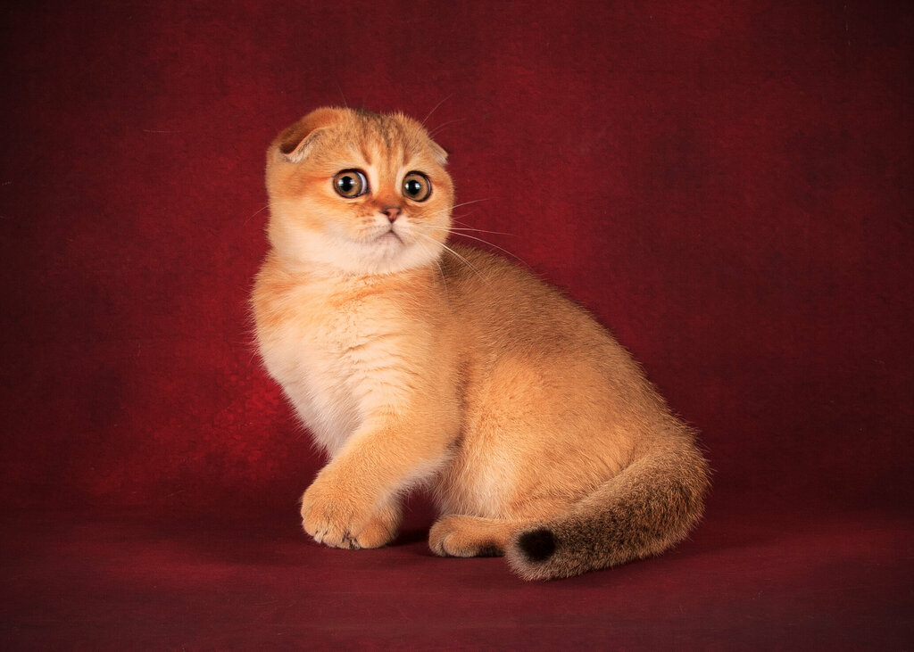 Evcil hayvan yetiştiricileri Питомник Шотландских кошек Scarlet Floret, Saint‑Petersburg, foto