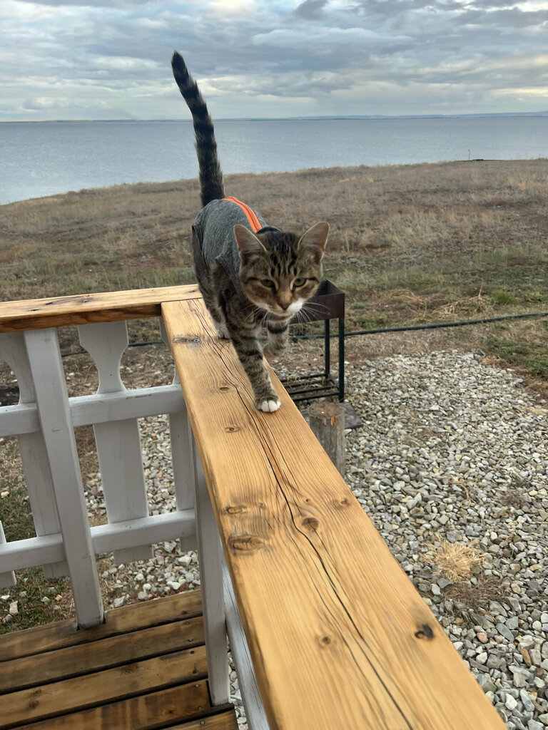 Tatil altyapısı Золотое, дом № 1, Saratovskaya oblastı, foto