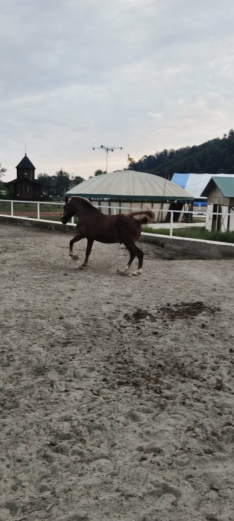 At ve binicilik kulüpleri Hermes, Soçi, foto