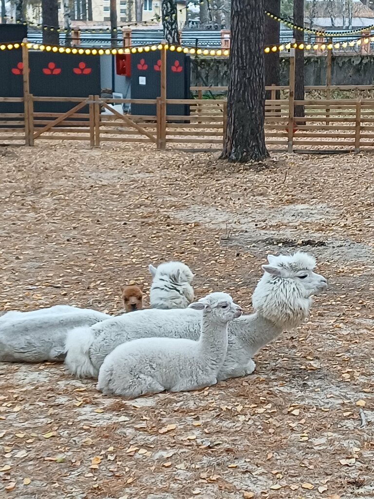Hayvanat bahçeleri Alpaca park Pacha Mama, Tiumen, foto