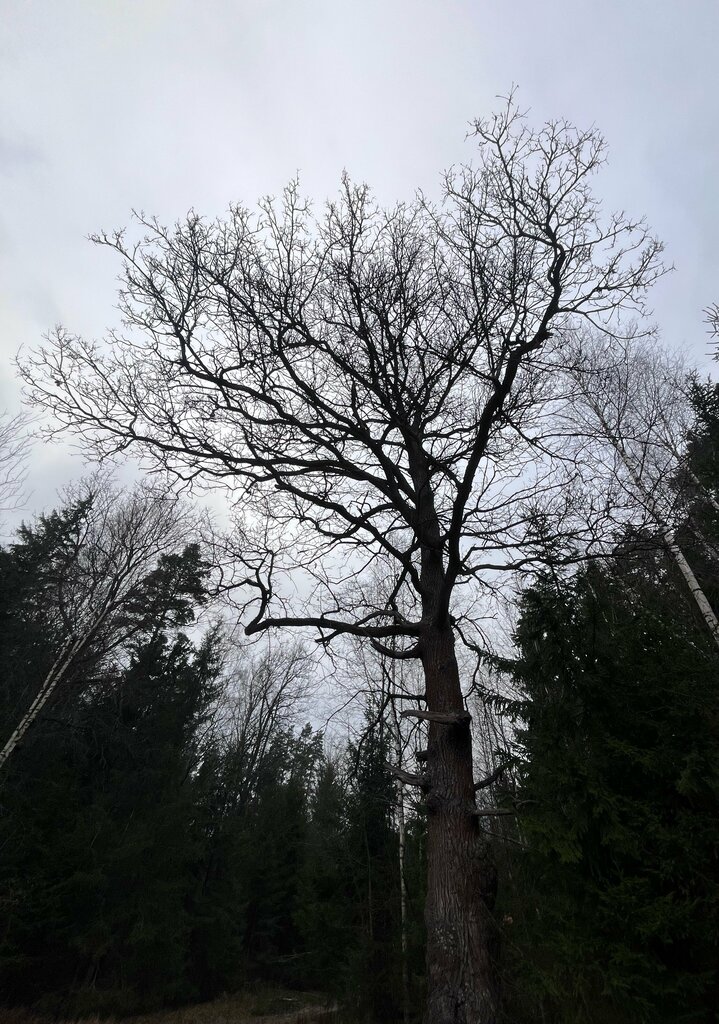 Çardak Gazebo, Moskova ve Moskovskaya oblastı, foto